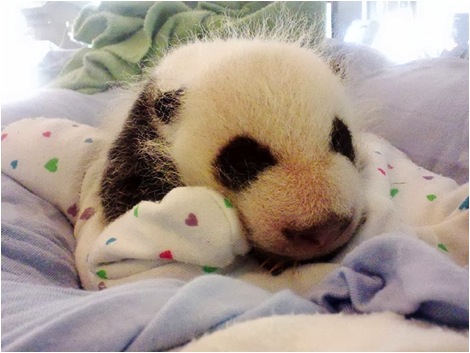 Cute Animal Videos To Brighten Up Your Week - RealPlayer